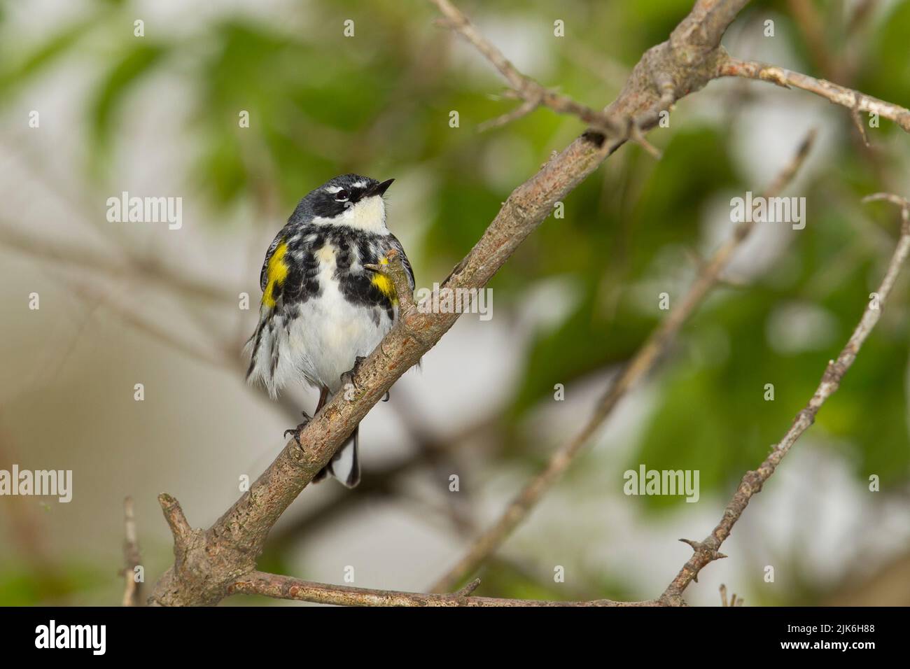Yellow-rumped Warbler (Setophaga coronata Stock Photo - Alamy