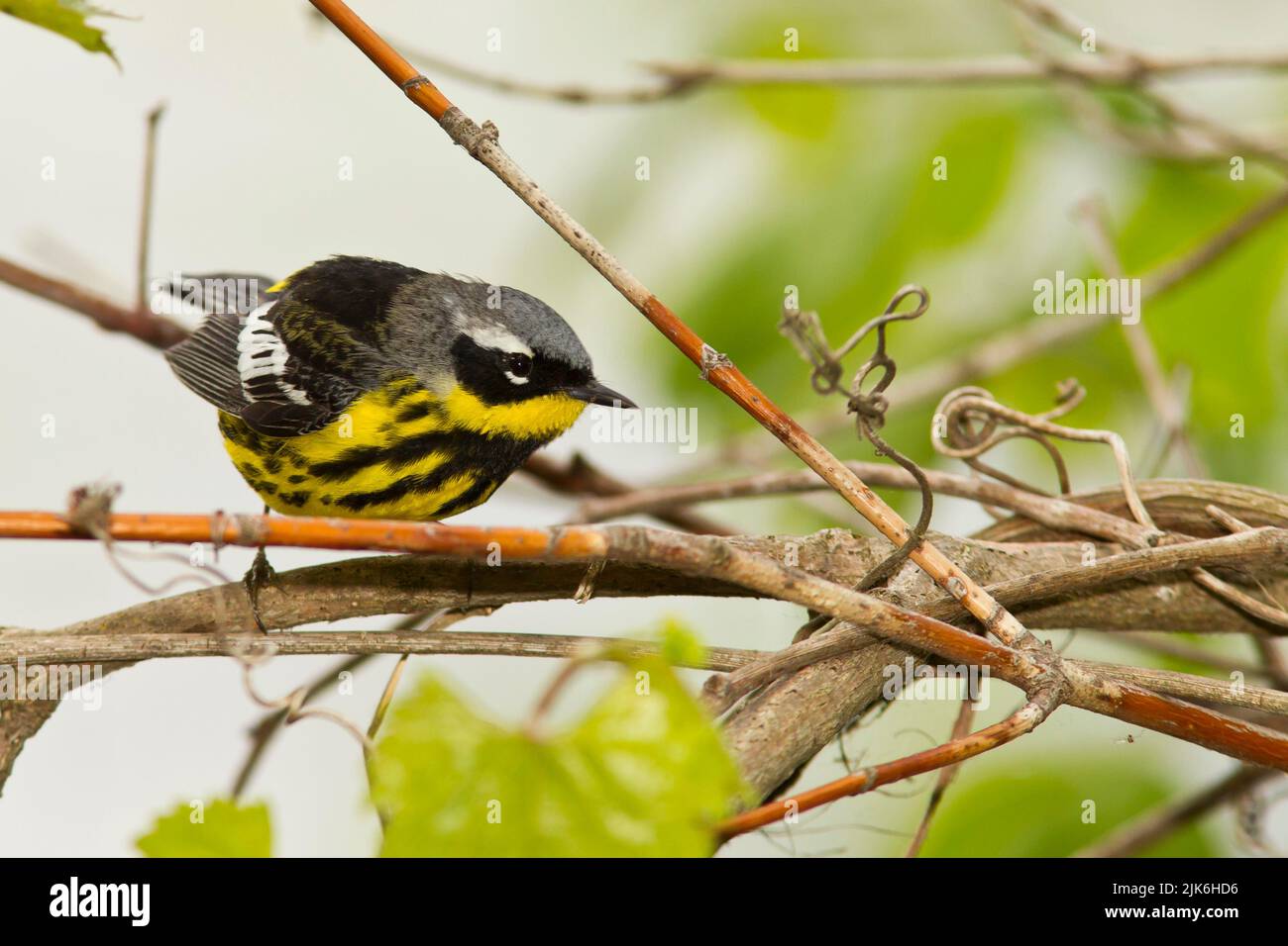 Magnolia Warbler (Setophaga magnolia), male, breeding plumage Stock ...