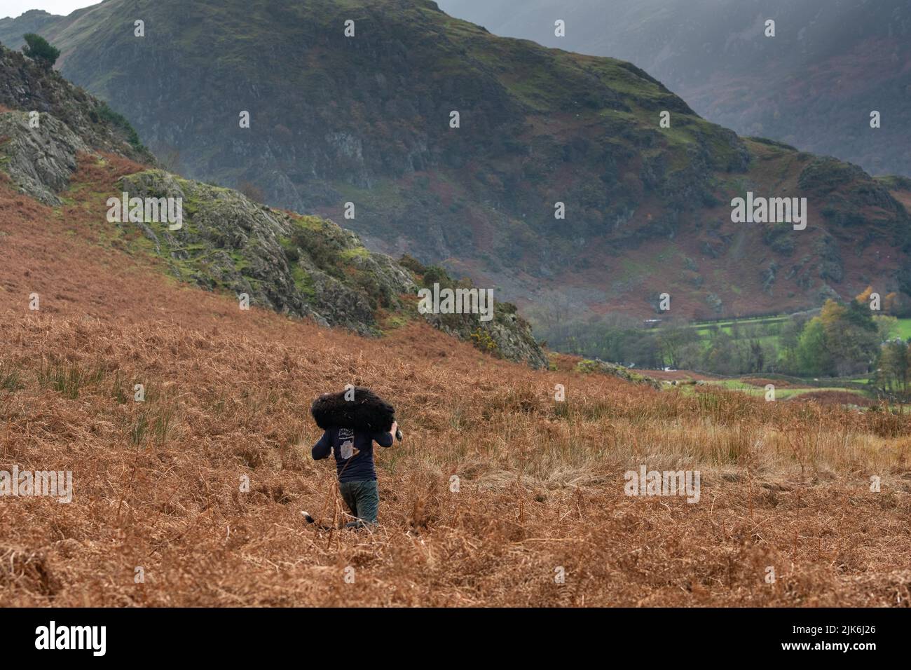 Shepherds gathering Herdwick sheep off Cinderdale Fell, Cumbria, in ...