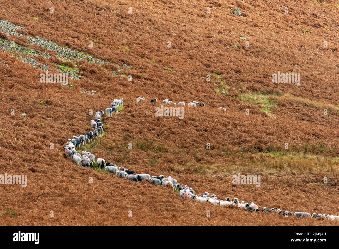 Shepherds gathering Herdwick sheep off Cinderdale Fell, Cumbria, in ...