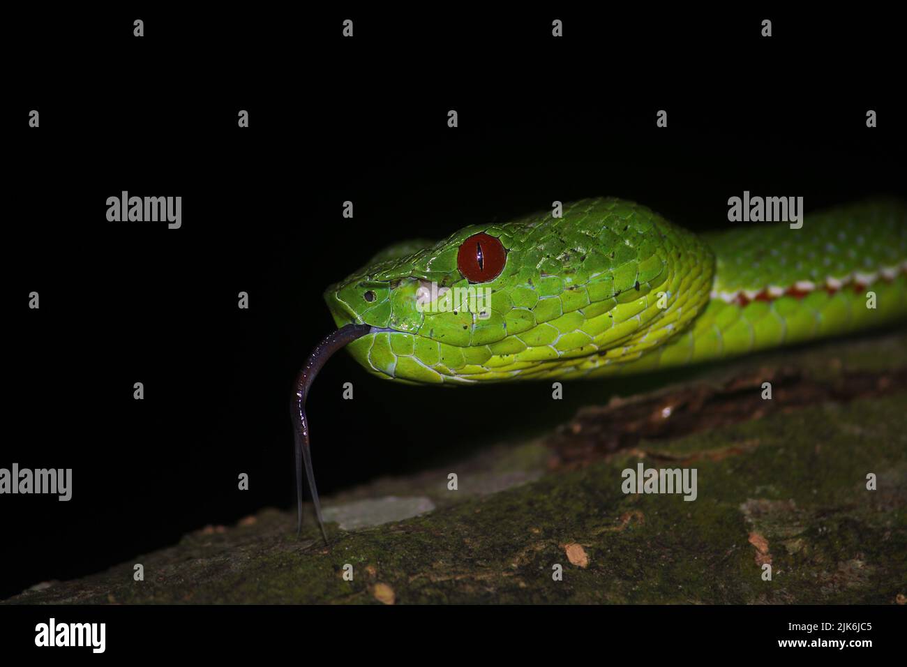 A male Pope's pit viper (Trimeresurus popeiorum Stock Photo - Alamy
