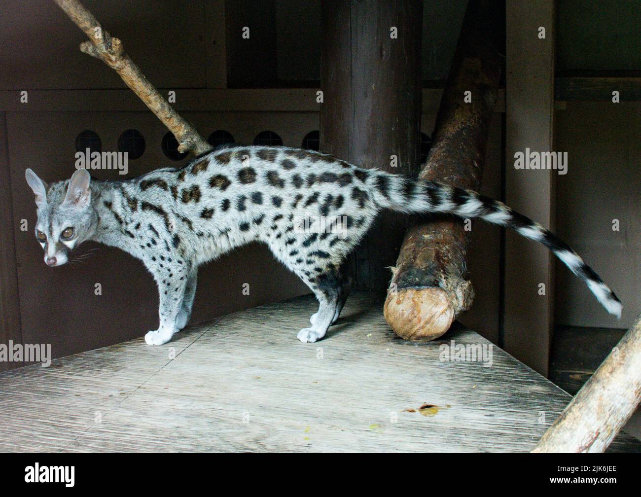 Portrait of A Common Genet Stock Photo - Alamy