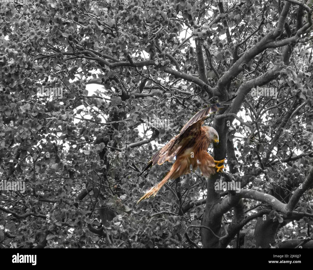 A Colour pick image of a red kire landing in a tree Stock Photo - Alamy