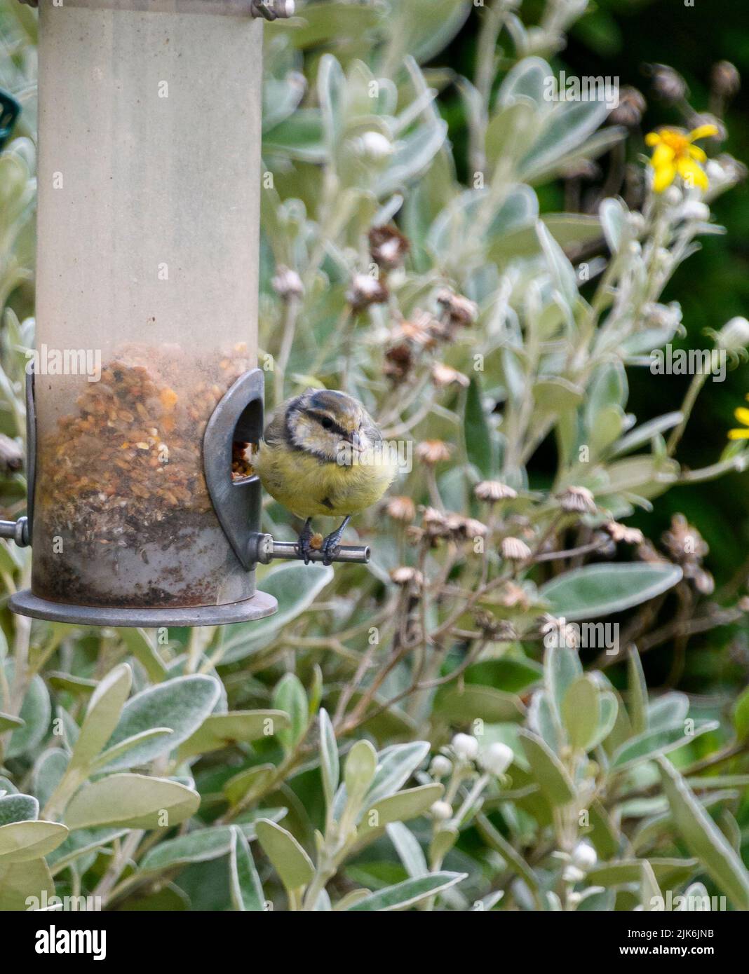 A juvenile blue tit feeding at a garden feeder Stock Photo - Alamy