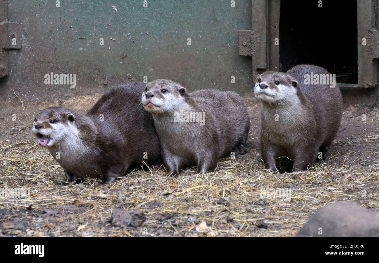A group of Asian Small Clawed Otters Stock Photo - Alamy