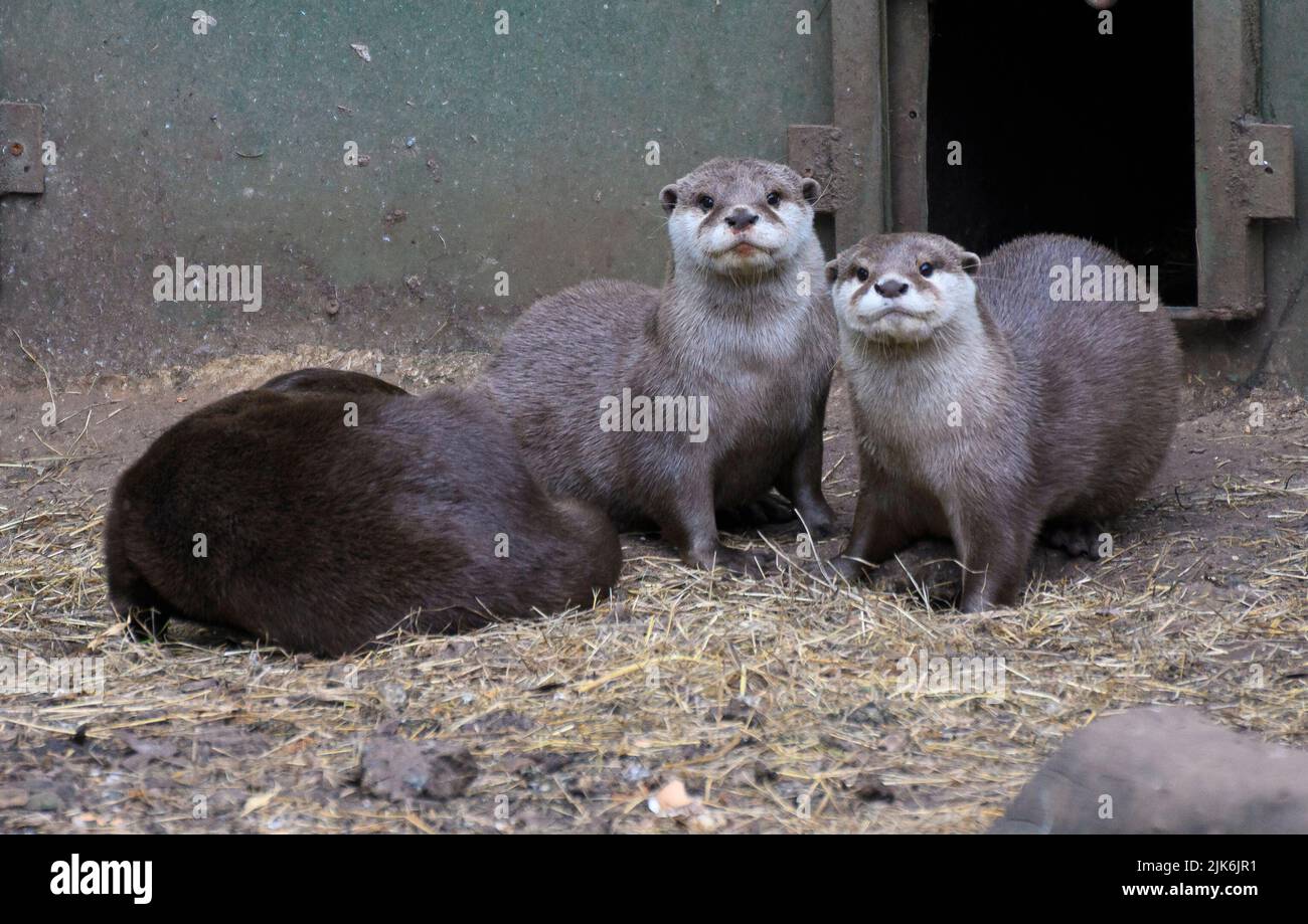 A group of Asian Small Clawed Otters Stock Photo - Alamy