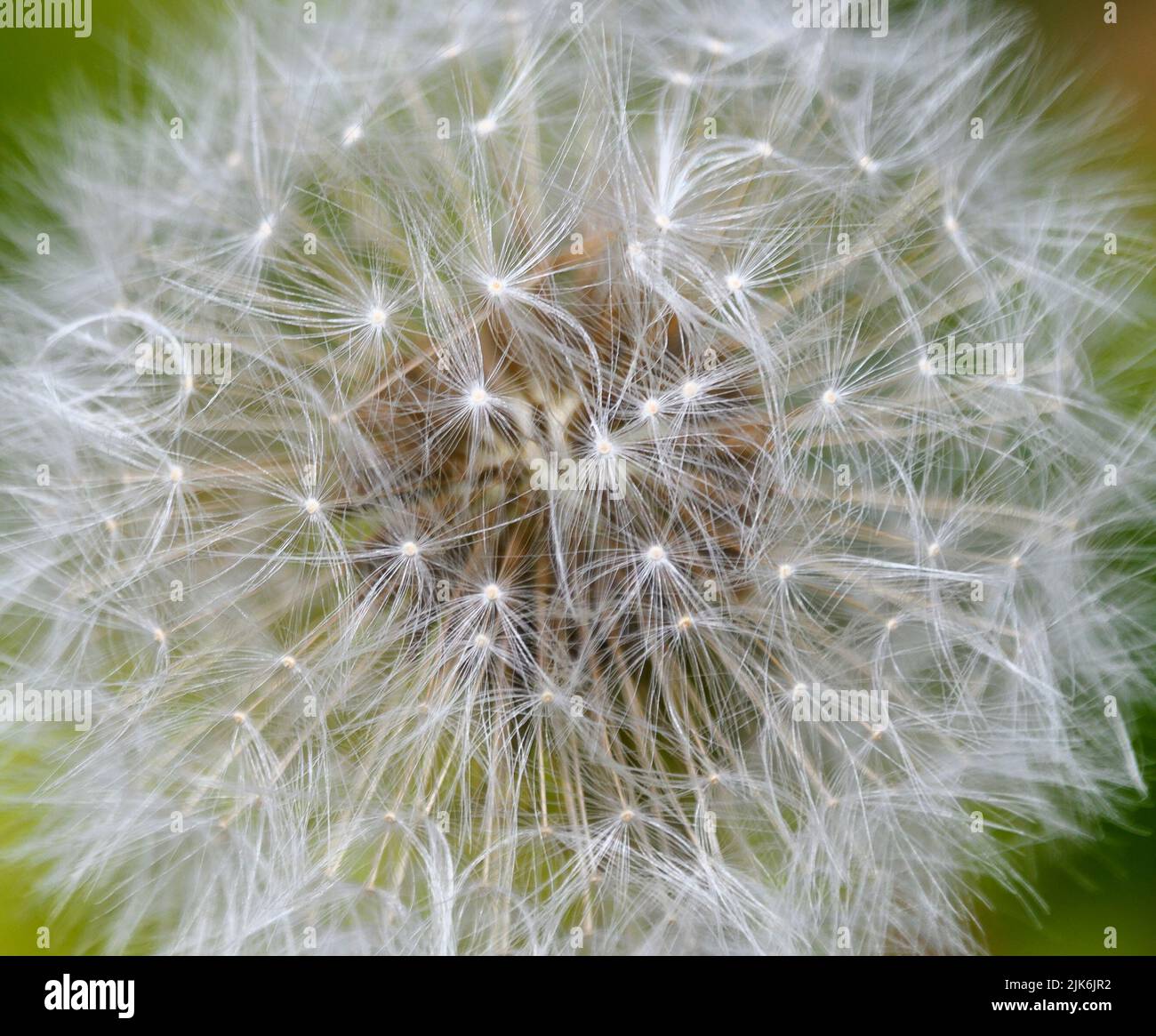 A close up photo of a Dandelion flower head in seed Stock Photo - Alamy