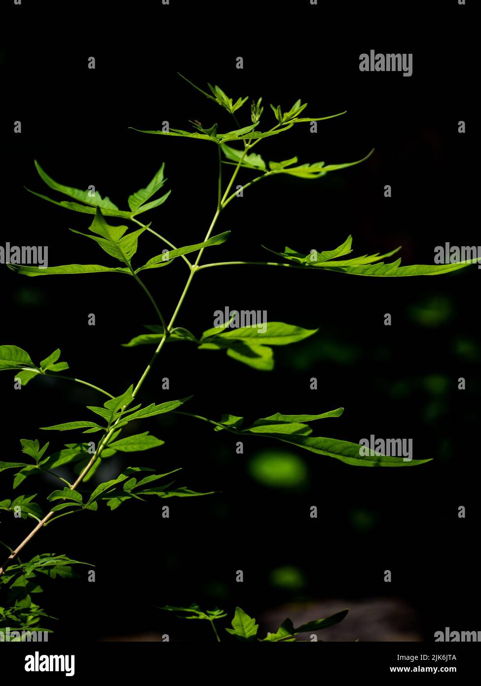 Leaves of Chinese Chastetree Vitex negundo in light in the garden Stock ...