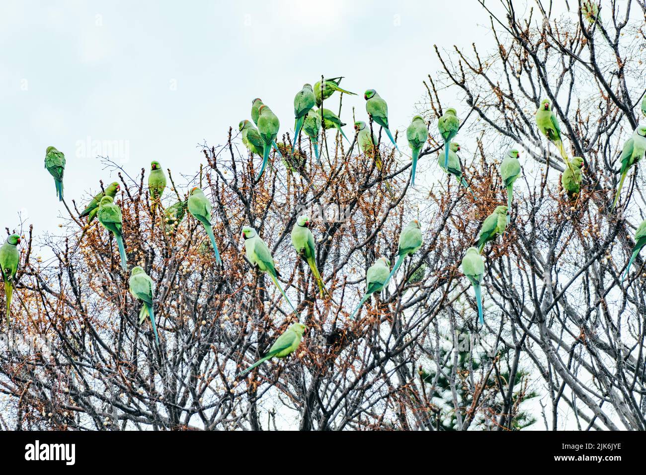 Parrot's feather plant hi-res stock photography and images - Alamy