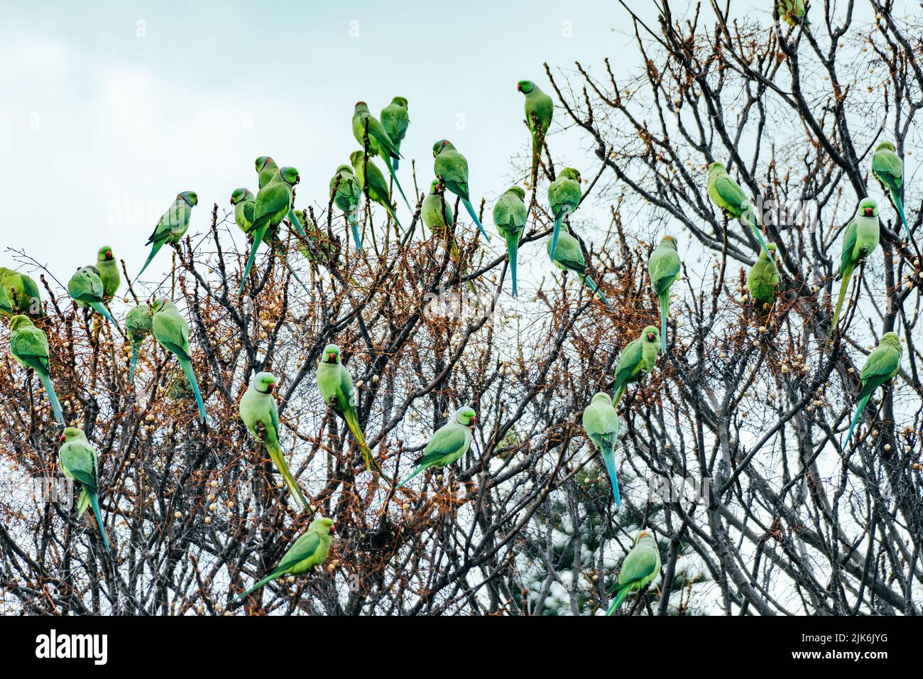 Green parrots on the tree at autumn Stock Photo - Alamy
