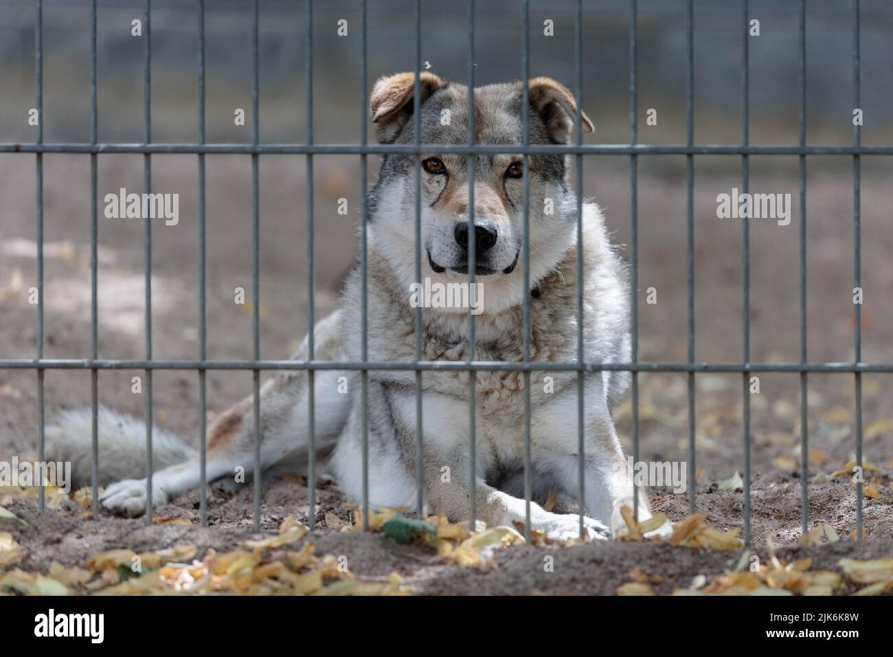 Dog And Human Hybrid