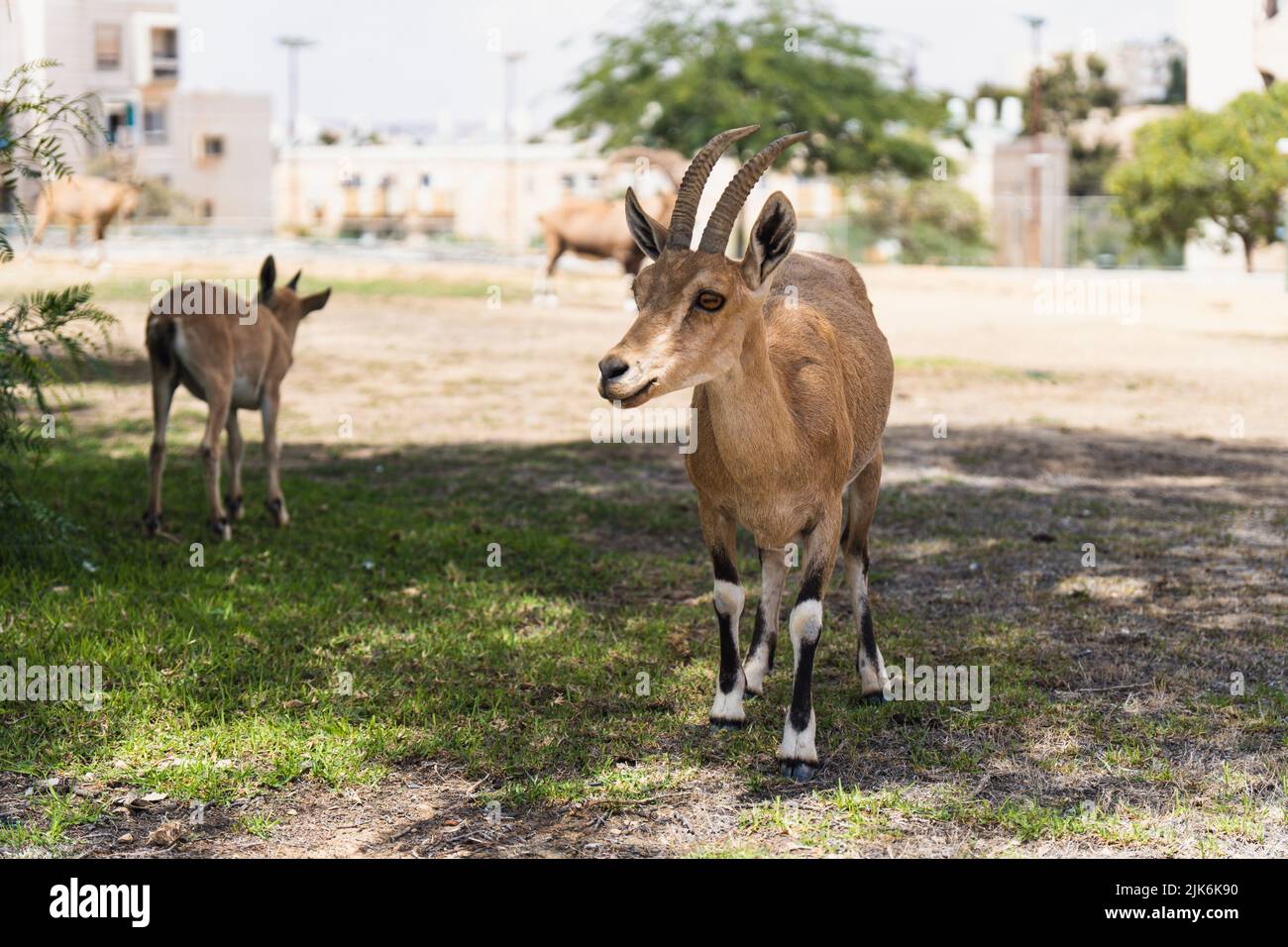 Three goats graze on grass hi-res stock photography and images - Alamy