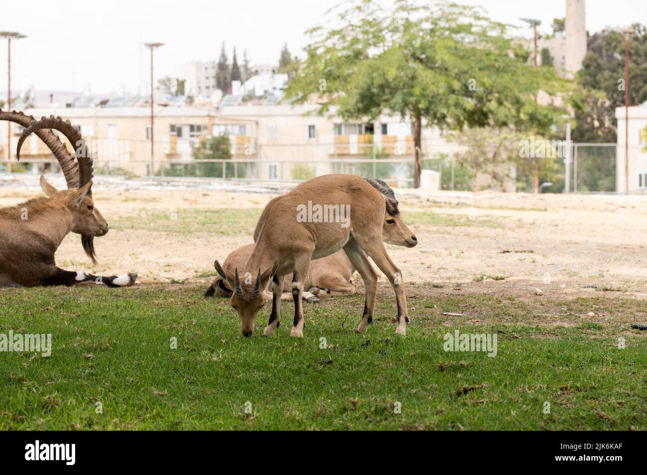 Goats graze near high buildings in city Stock Photo - Alamy