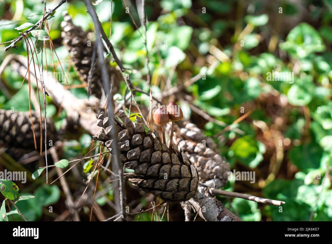 Cones on tree at forest at daylight Stock Photo - Alamy