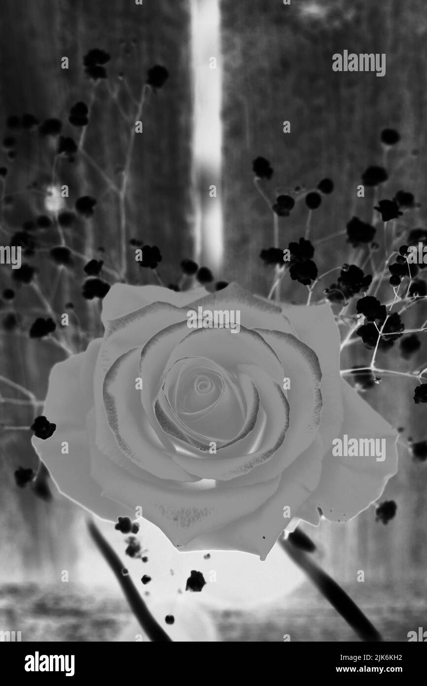 A single beautiful fresh rose in full bloom set against a wooden wall ...