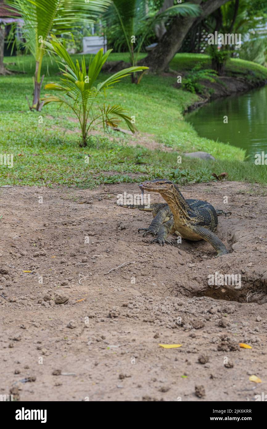 Monitor lizard lumphini park bangkok hi-res stock photography and ...