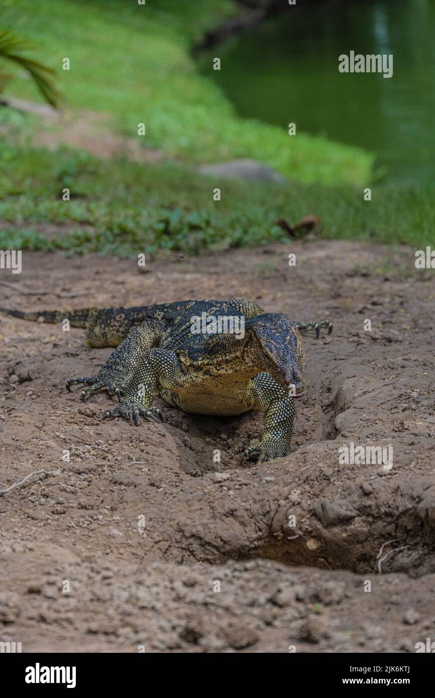 Monitor lizard lumphini park bangkok hi-res stock photography and ...