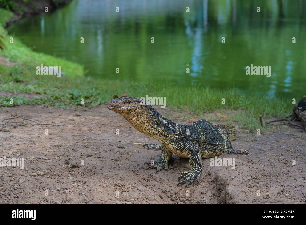 Monitor lizard lumphini park bangkok hi-res stock photography and ...