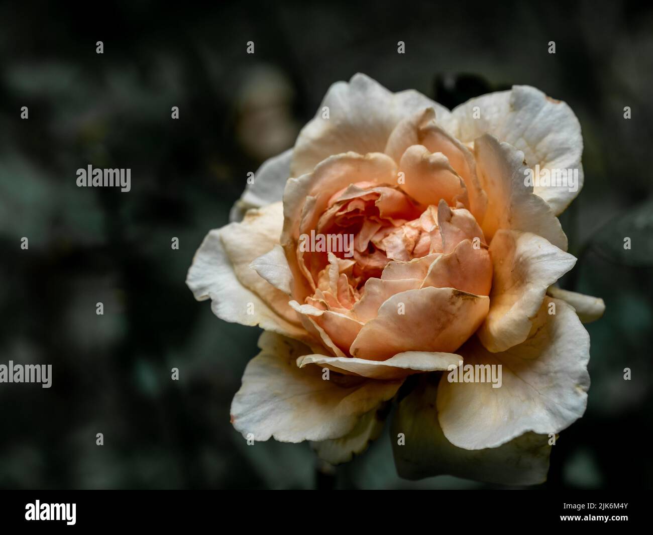 The wounded petals of a withering Masora roses Stock Photo - Alamy