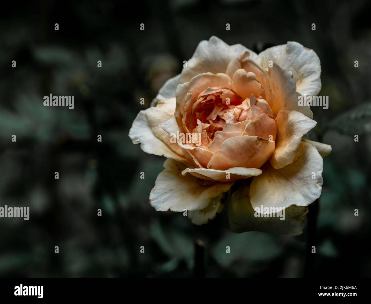 The wounded petals of a withering Masora roses Stock Photo - Alamy