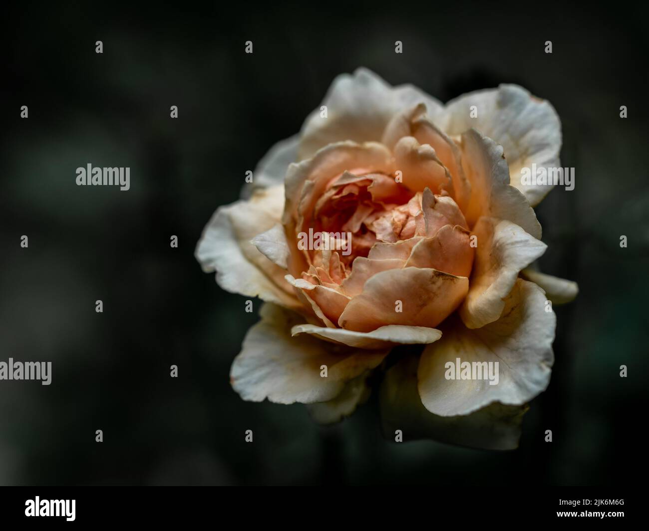The wounded petals of a withering Masora roses Stock Photo - Alamy