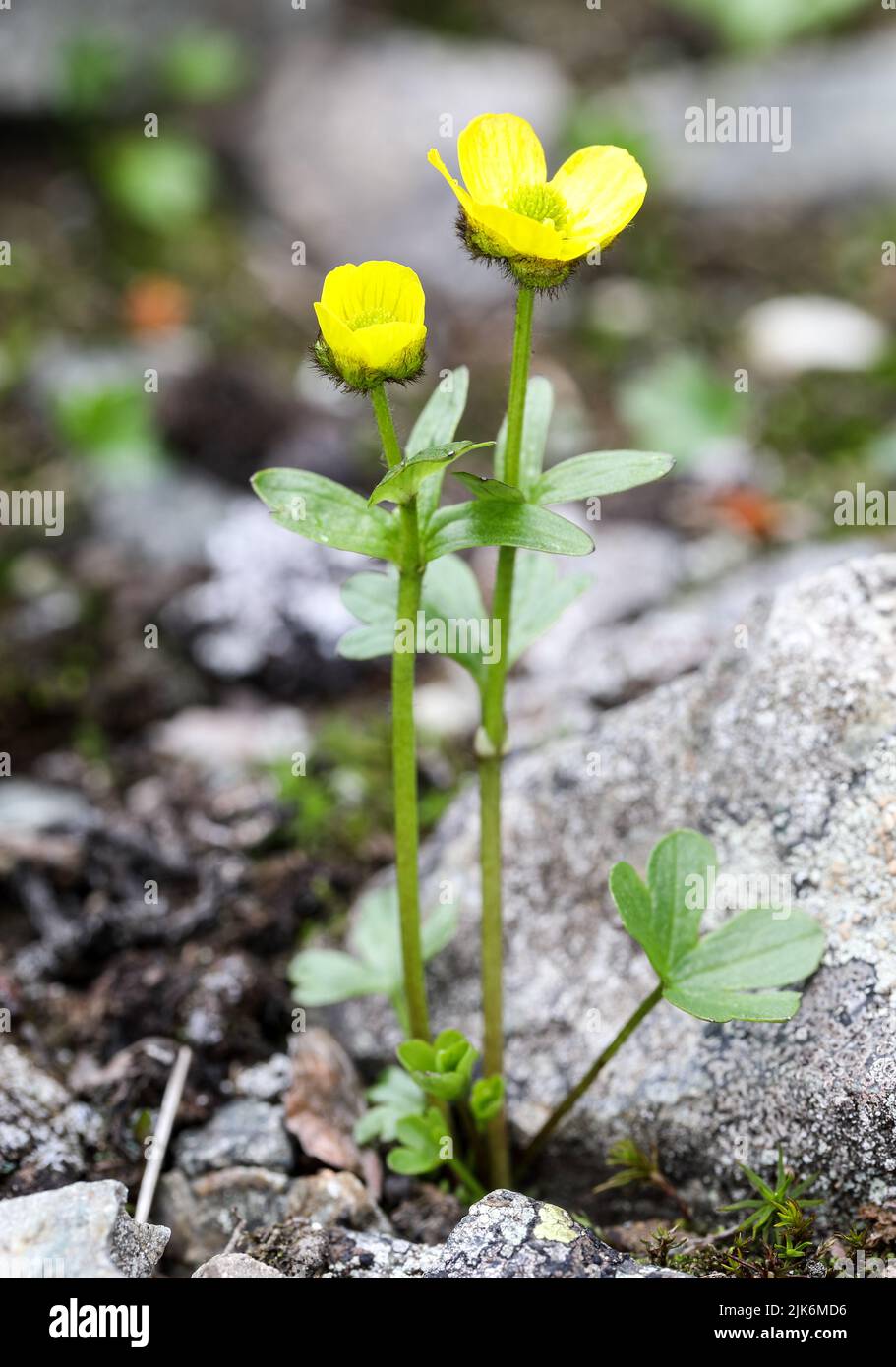 Arctic buttercup hi-res stock photography and images - Alamy
