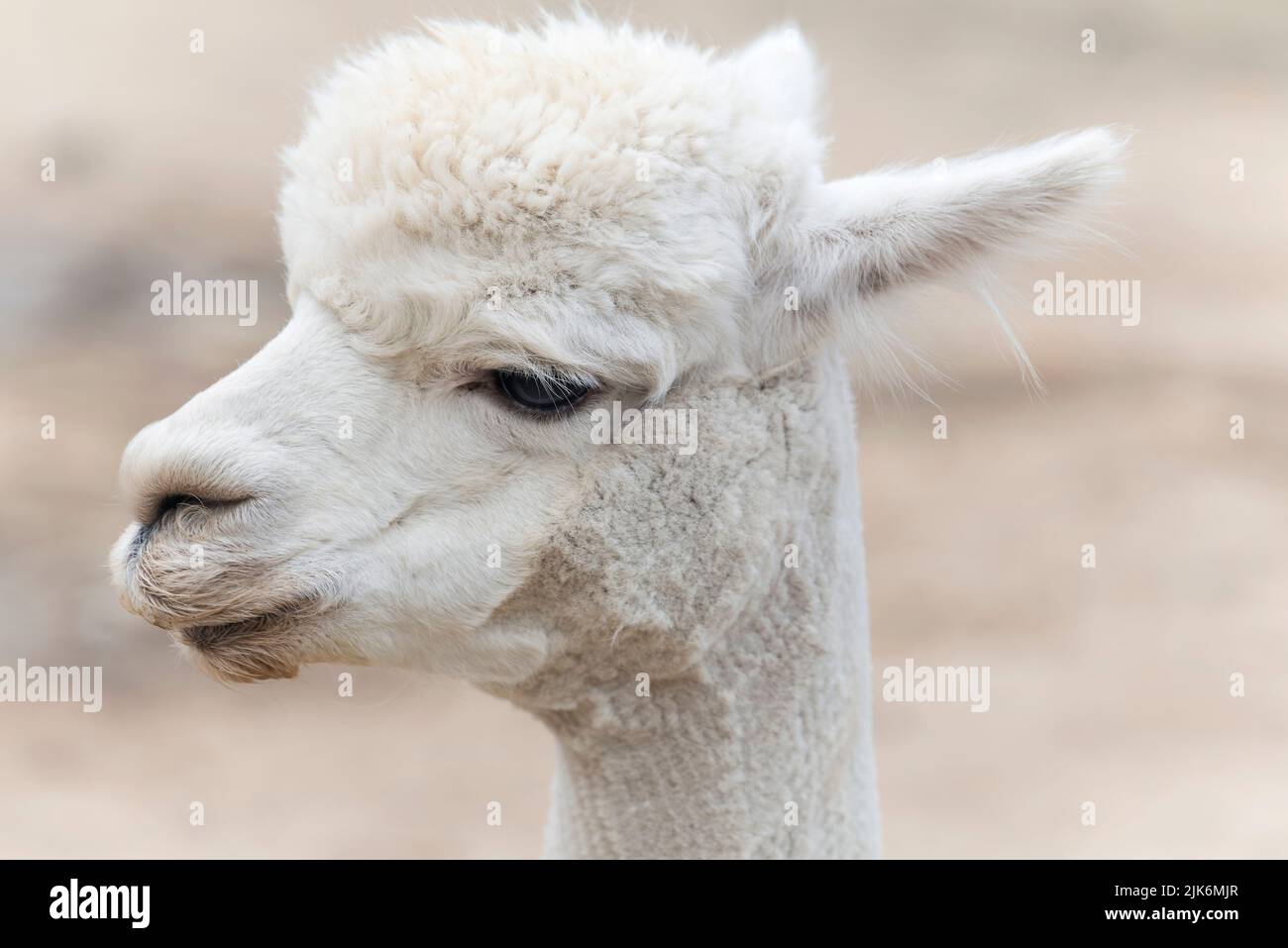 A white alpaca on a farm with a blurred background on Martha's Vineyard ...