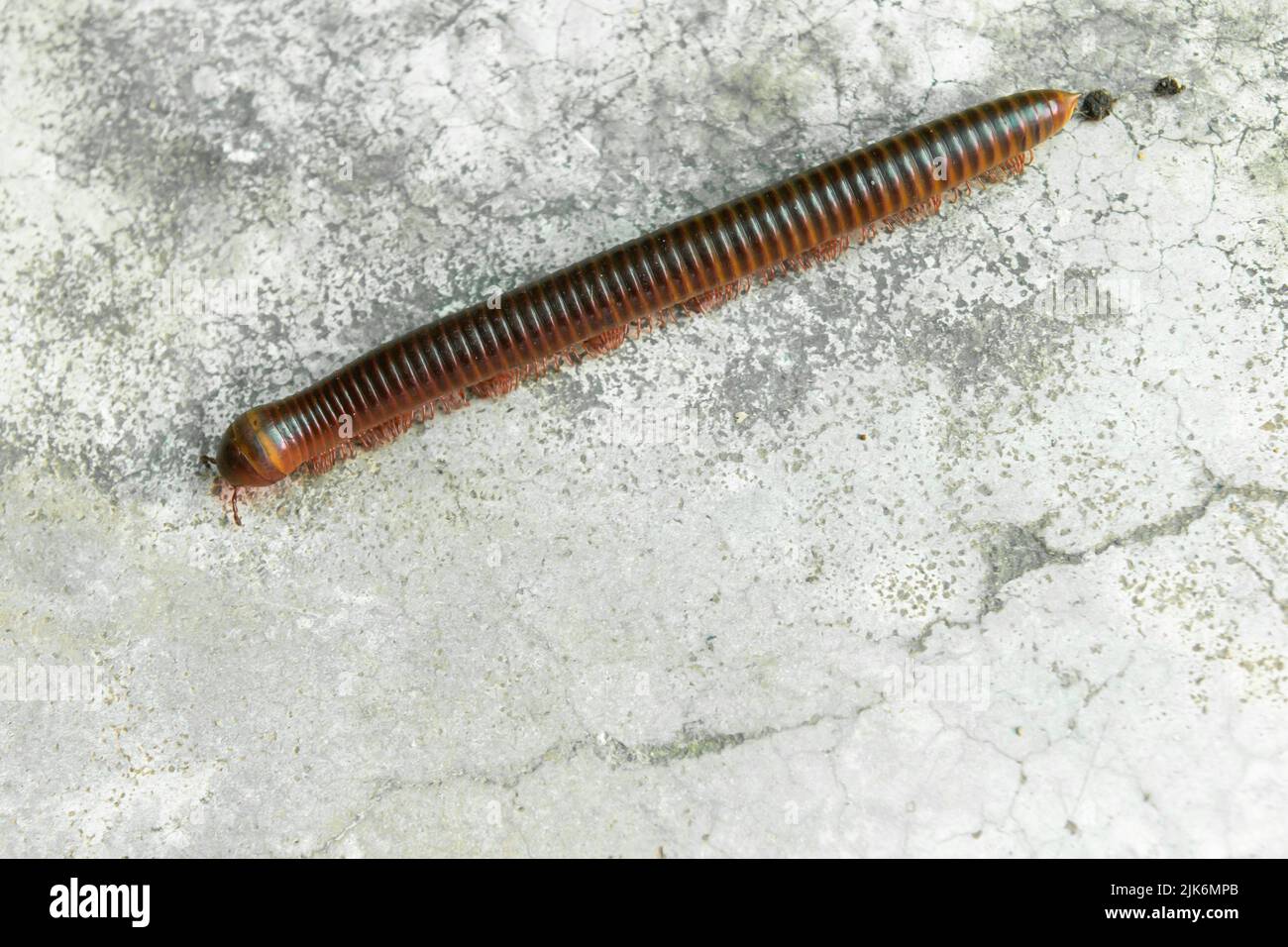 Red millipede crawl on concrete background Stock Photo - Alamy