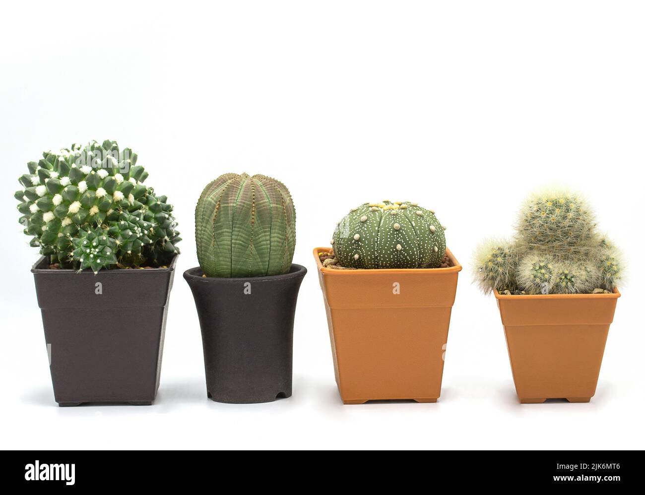 Set of four cactus isolated on white background - Image,Copy space ...