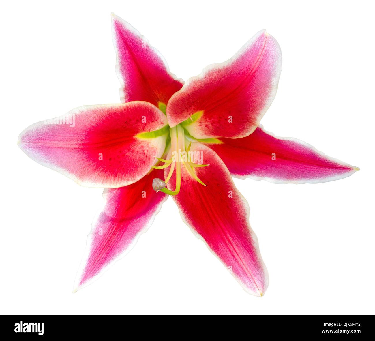 Flower red wine lily isolated on white background with clipping path ...