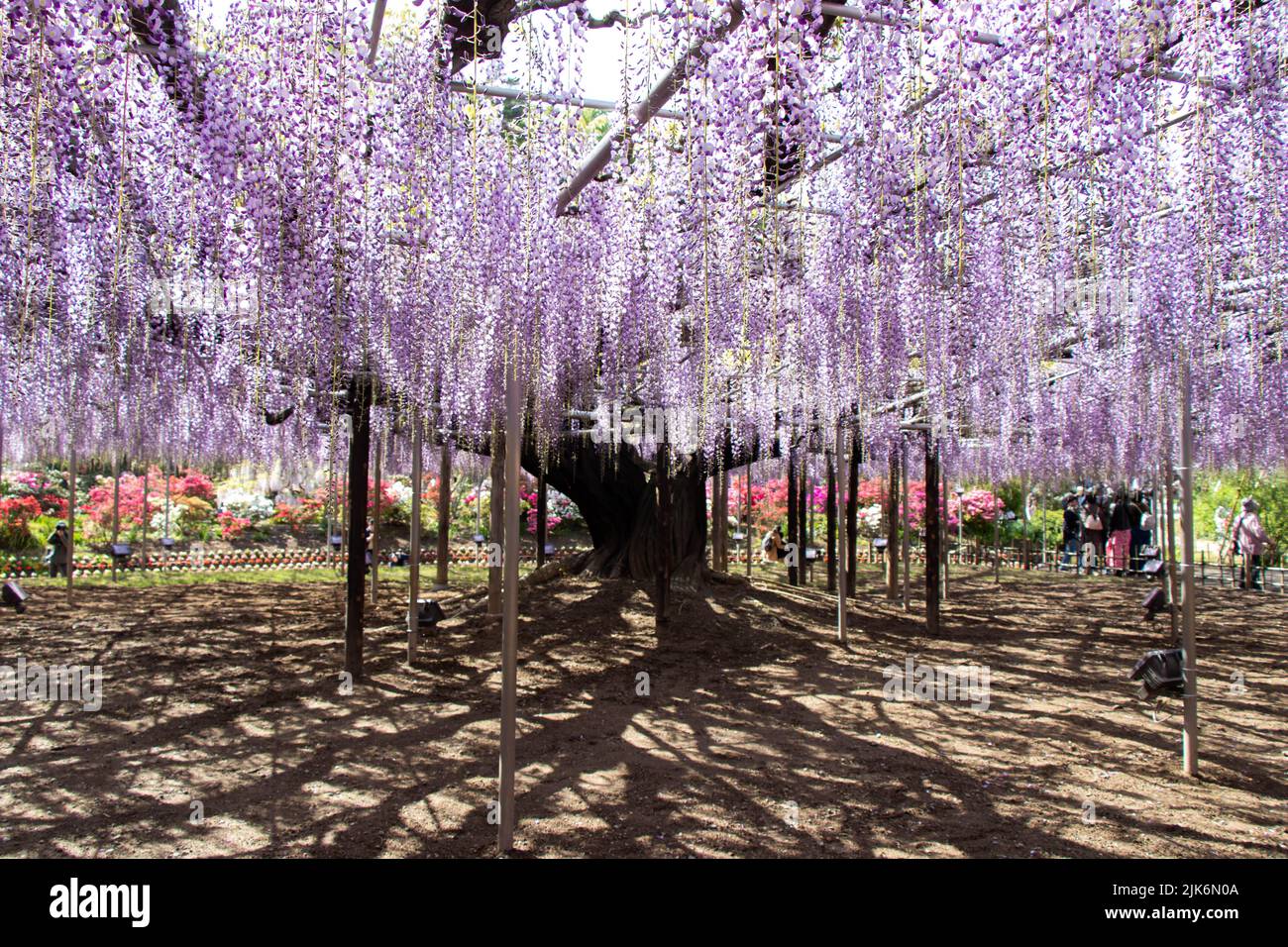 April 29, 2019 Ashikaga, Japan : Blooming of purple color Wisteria tree ...
