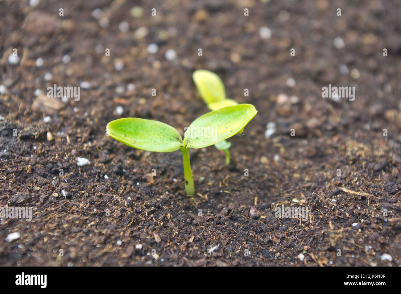 Green seedling grows on the ground Stock Photo - Alamy