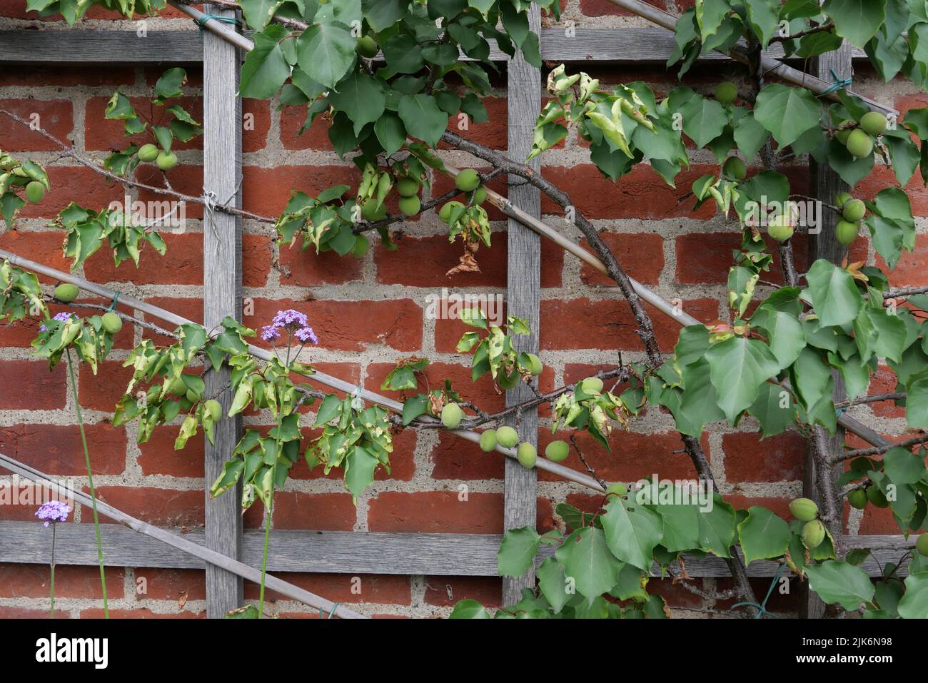 Wooden fruit frame trellis hi-res stock photography and images - Alamy