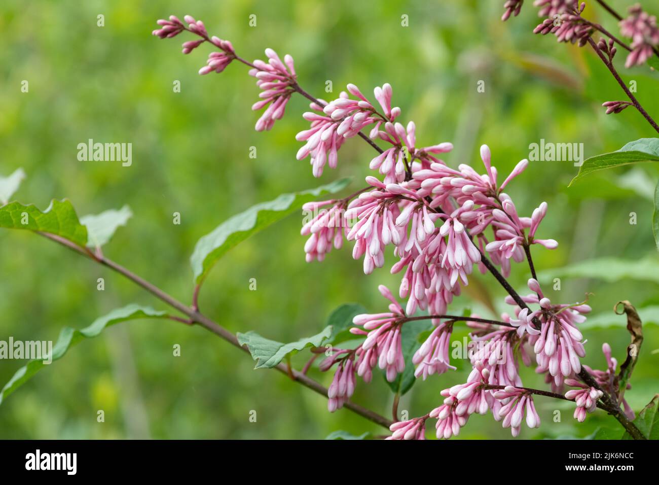 Close up of nodding lilac (syringa komarowii) flowers in bloom Stock ...