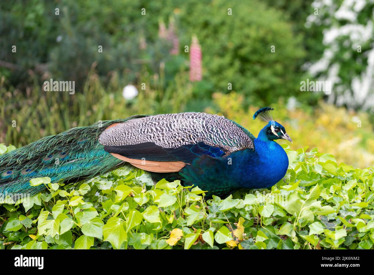 Portrait of a peacock (pavo cristatus) sitting on a hedge Stock Photo ...