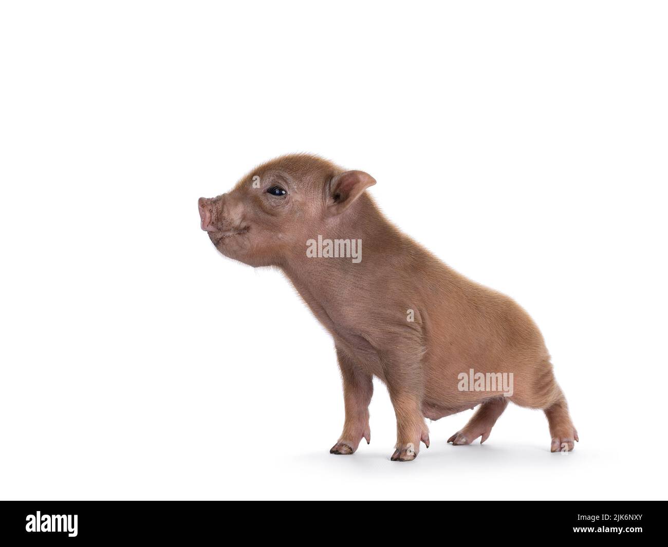 Cute 2 days old red mini potbellied pig side ways. Looking to the side ...