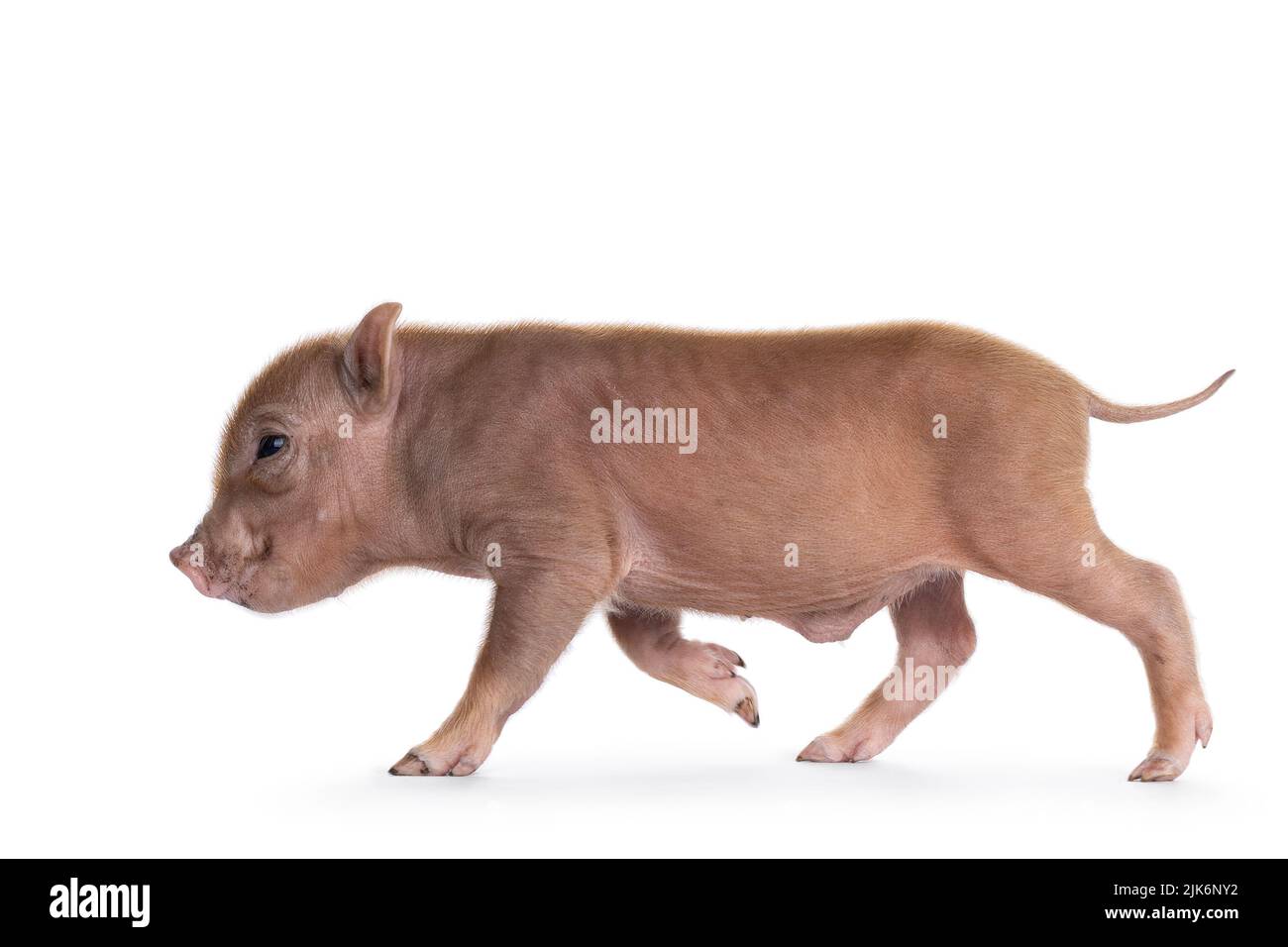 Cute 2 days old red mini potbellied pig, walking side ways. Looking ...