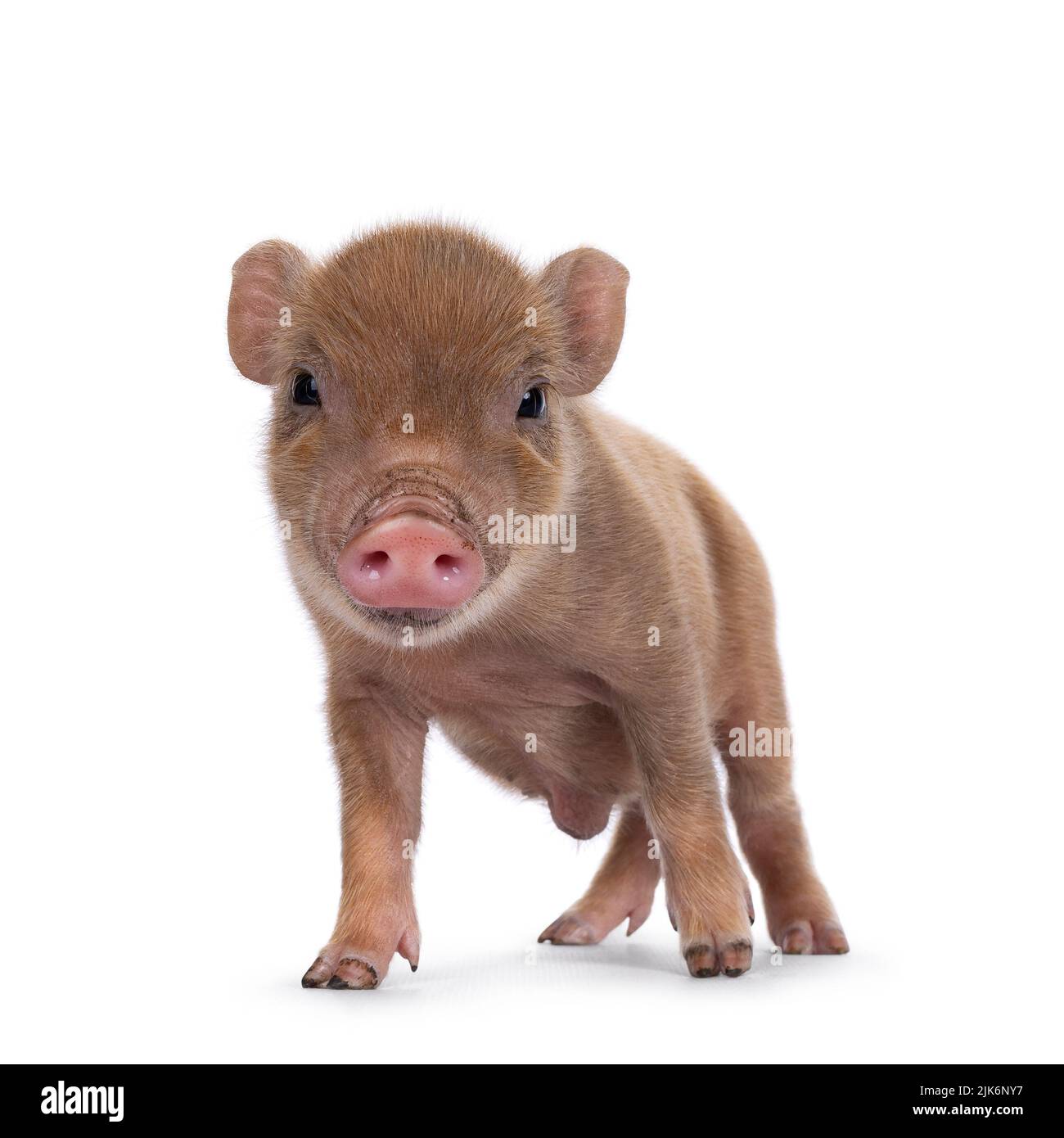 Cute 2 days old red mini potbellied pig, standing facing front. looking ...