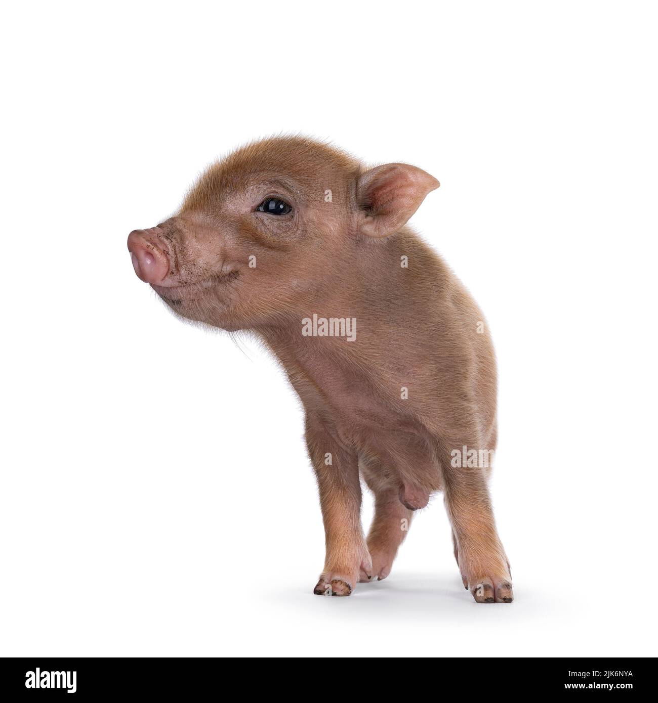 Cute 2 days old red mini potbellied pig, standing facing front. Looking ...