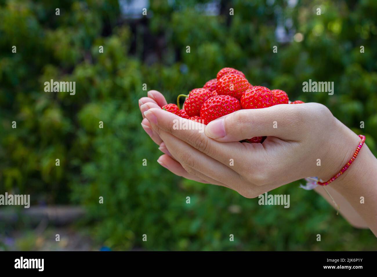Hand holding organic strawberry fruits. Agriculture and cultivation ...