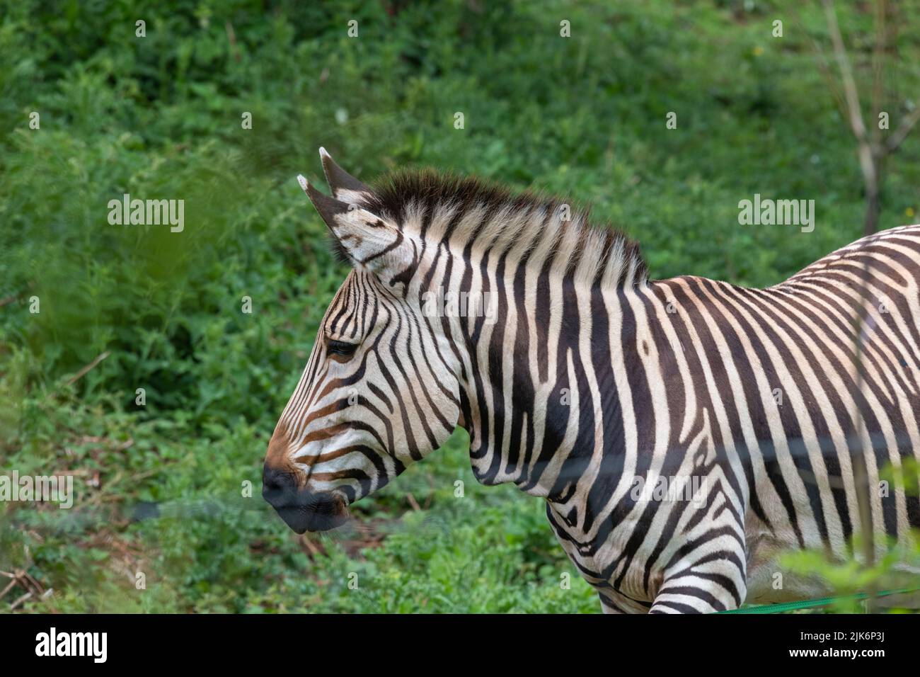 Portrait of a Hartmanns mountain zebra (equus hartmannae) in a meadow ...