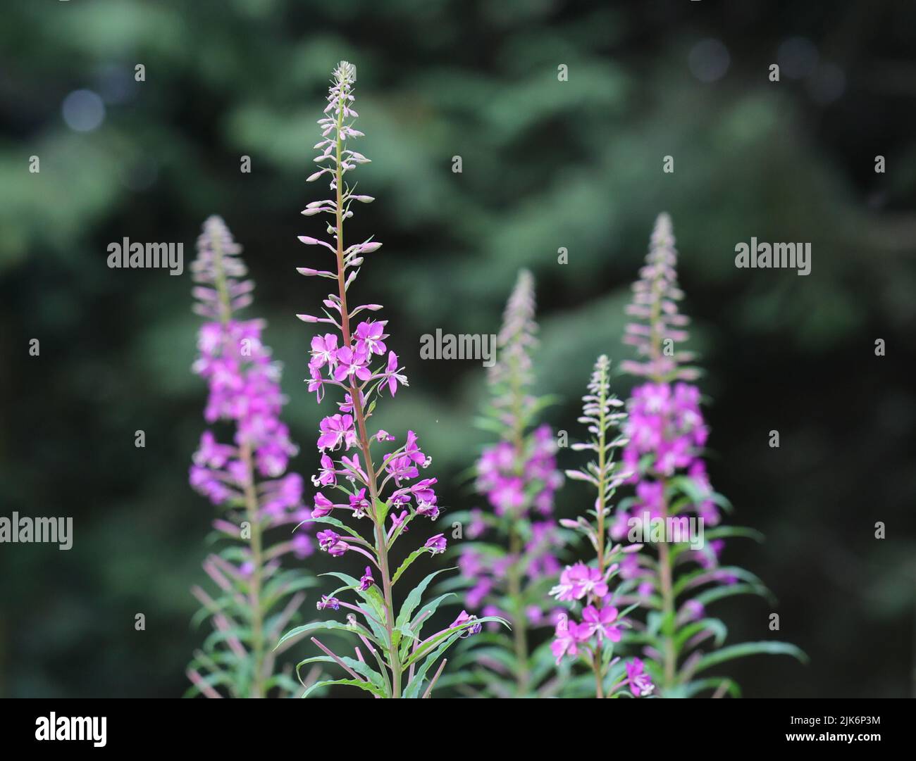 Rosebay Willow Herb - Chamaenerion angustifolium Stock Photo - Alamy
