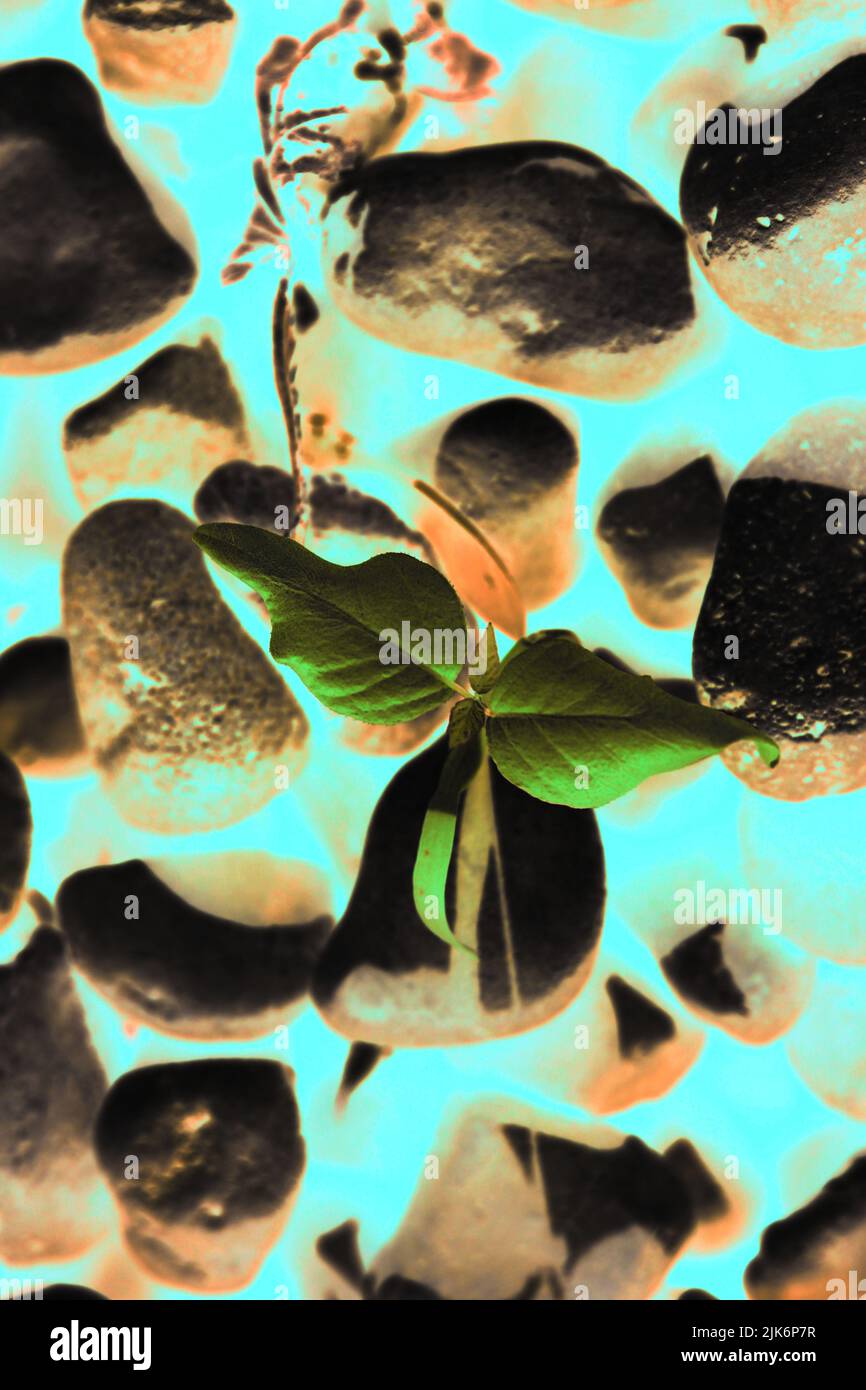 Brand new super cute baby tree sapling growing among the rocks and ...