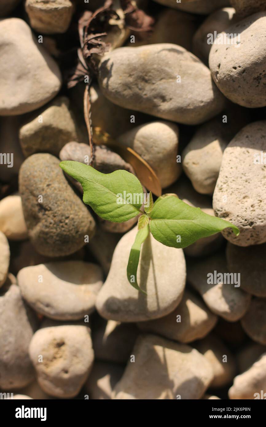 Brand new super cute baby tree sapling growing among the rocks and ...