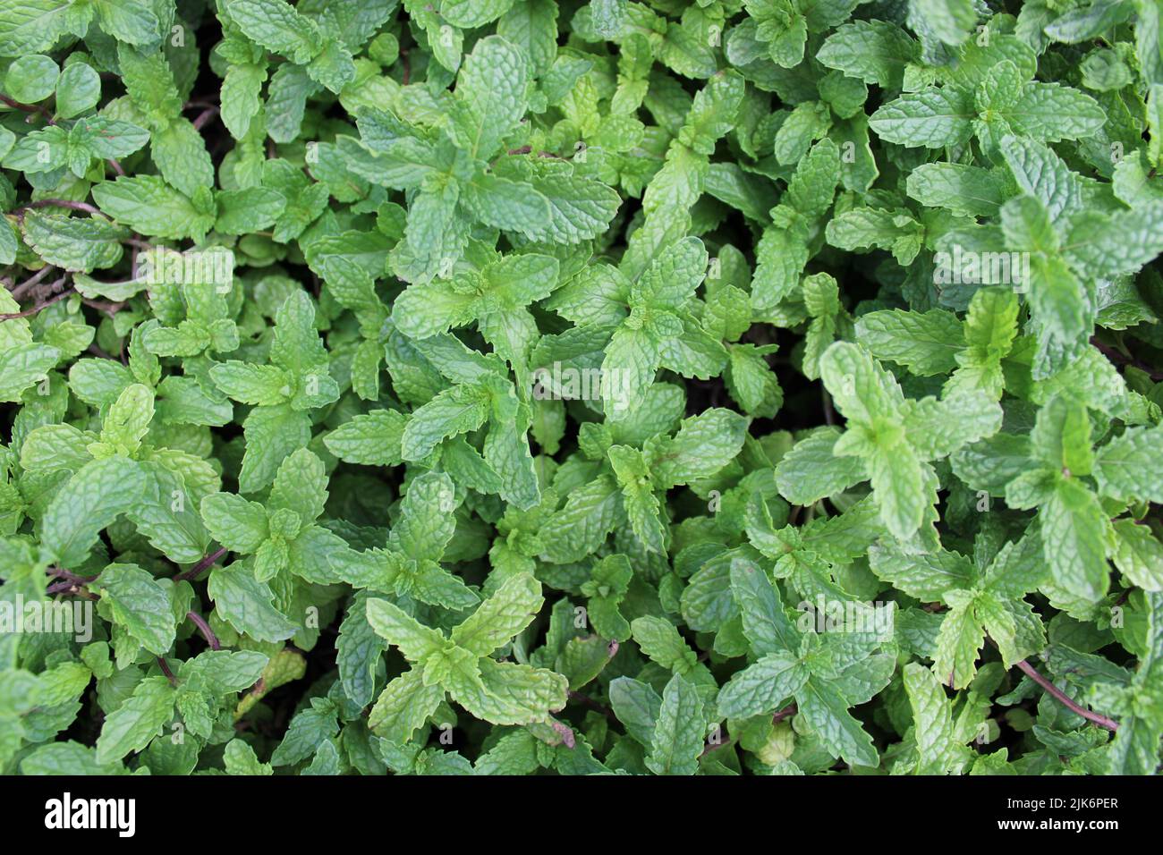 Mint leaves plant grow hi-res stock photography and images - Alamy