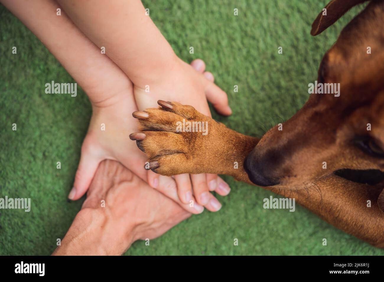 Dog With Human Hands