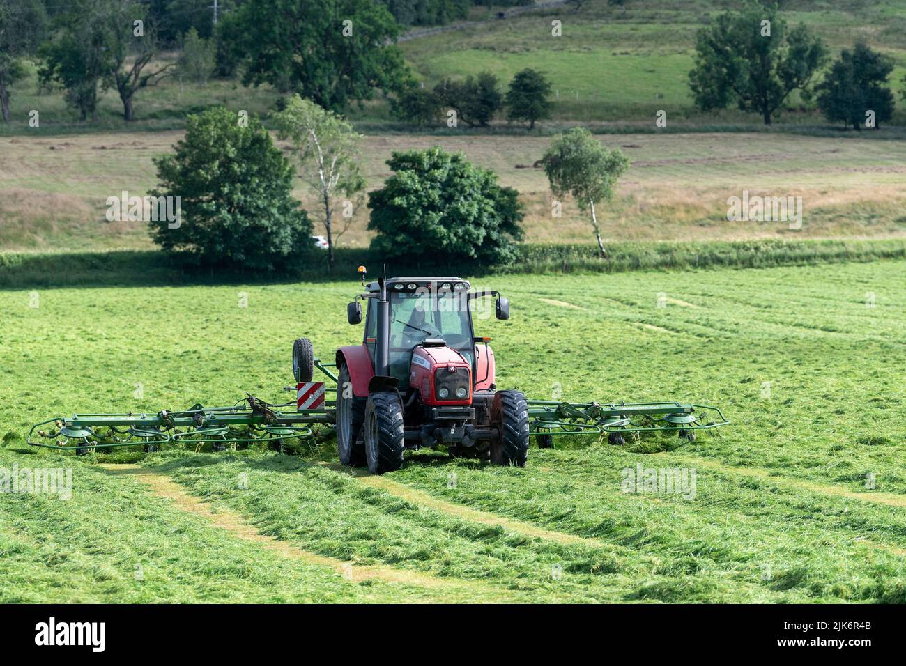 Spreading out newly mowed grass in a silage field on a dairy farm ...