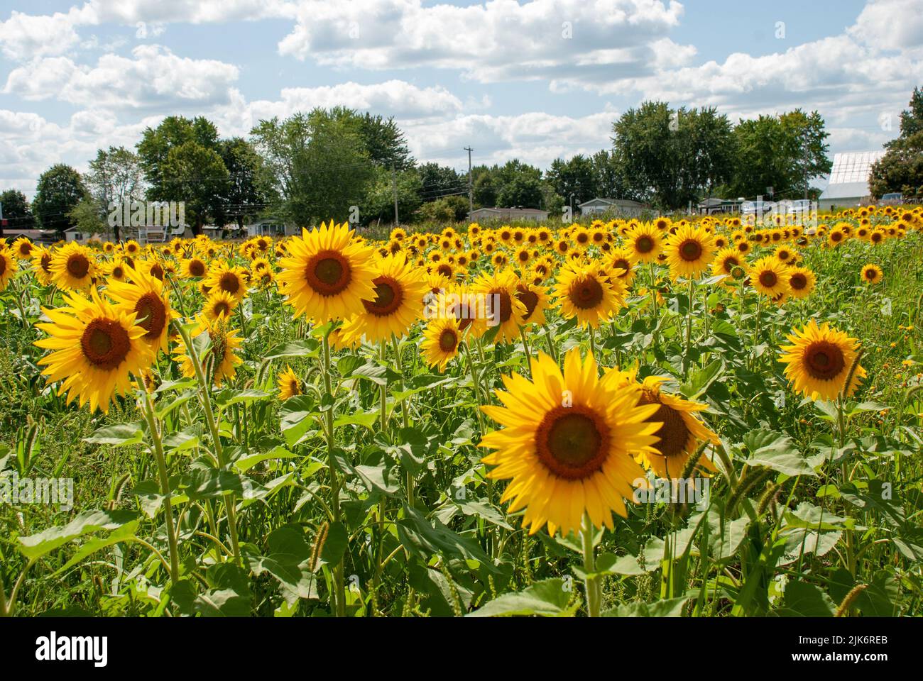 Beautiful sunflower field at St-Ours farm in summer time, Quebec ...