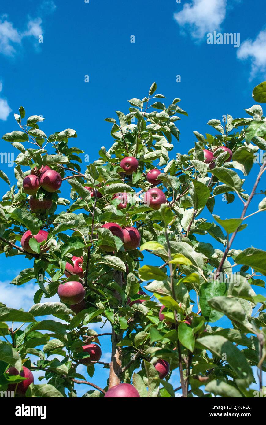 Apple picking activity, Quebec, Canada Stock Photo - Alamy
