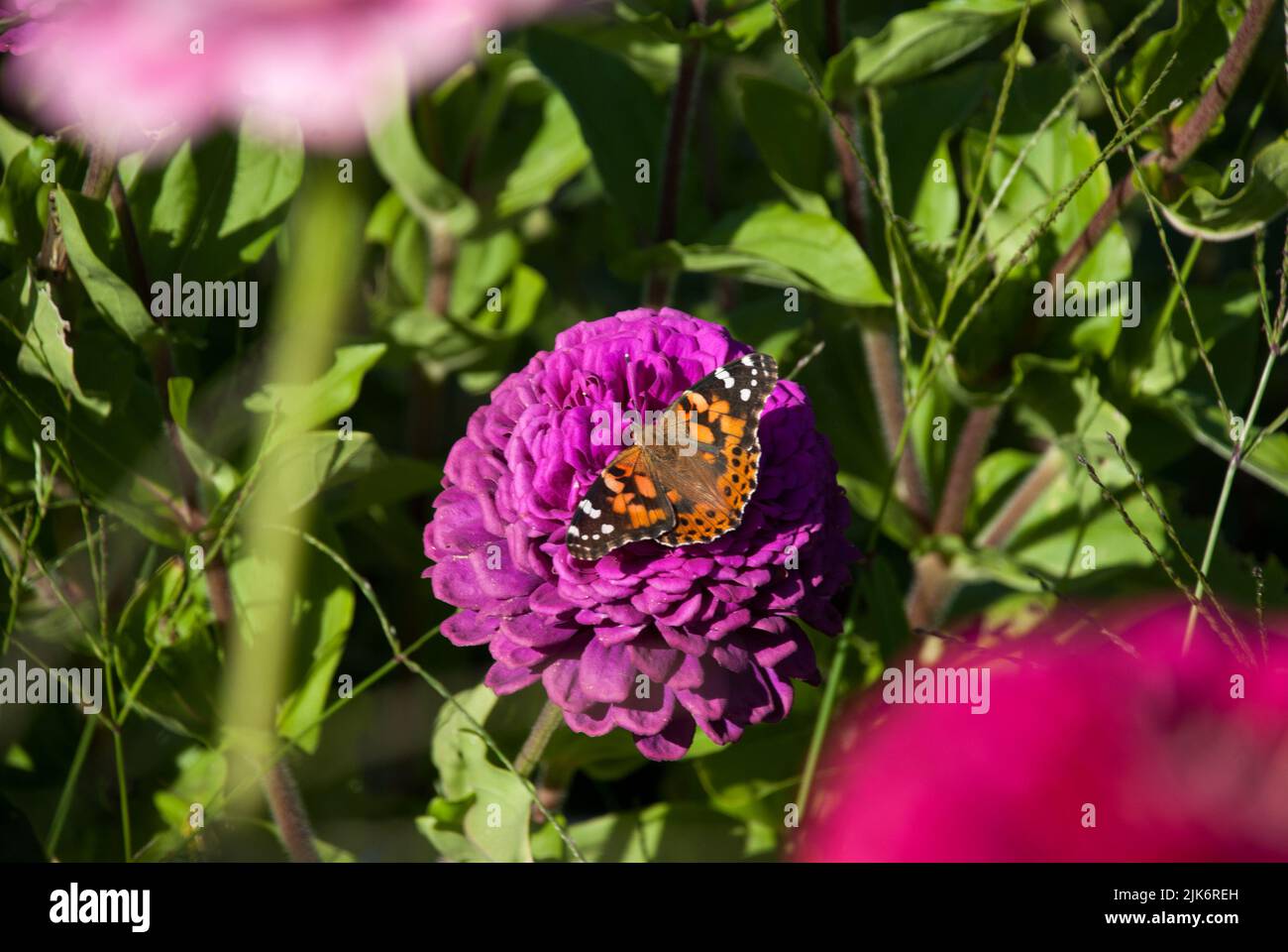 Monarch butterfly - butterfly posing on a flower, la belle de Coteau-du ...